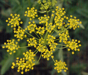 Warning — It’s Wild Parsnip Season – Digging in the Driftless