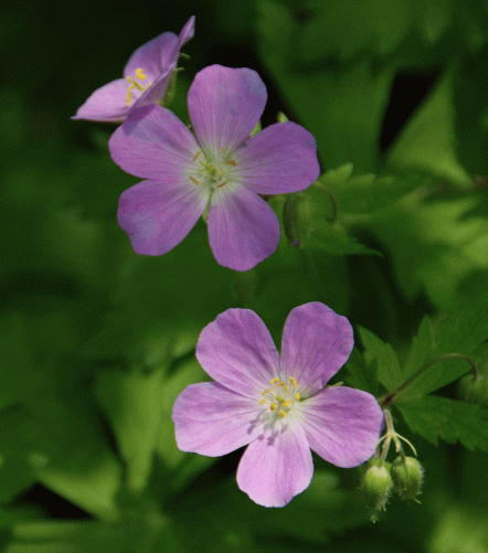 wild-geranium – Digging in the Driftless