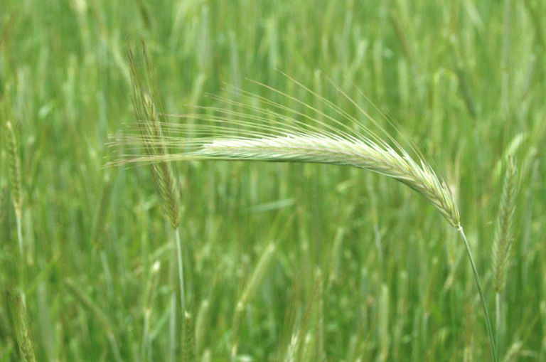 CRIMPING COVER CROPS AND CRAMPING WEEDS – Digging in the Driftless