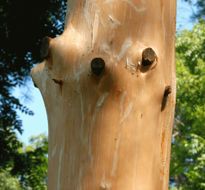 PEELING THE TREES FOR OUR HOUSE – Digging in the Driftless