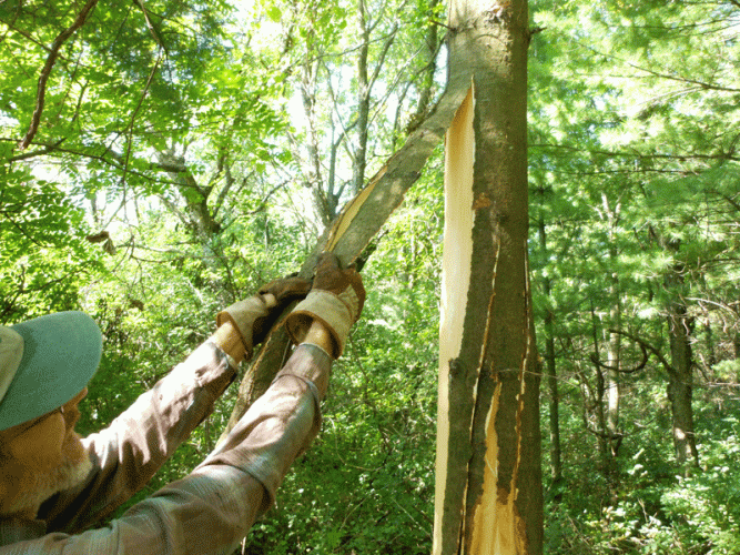 HOW TO PEEL TREES – Digging in the Driftless