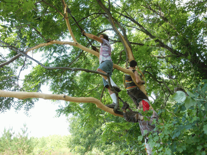 HOW TO PEEL TREES – Digging in the Driftless