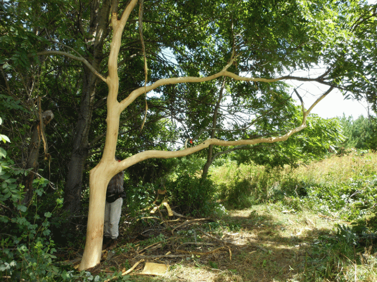 HOW TO PEEL TREES – Digging in the Driftless