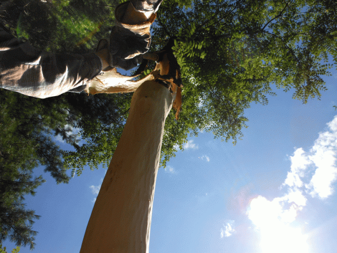 HOW TO PEEL TREES – Digging in the Driftless