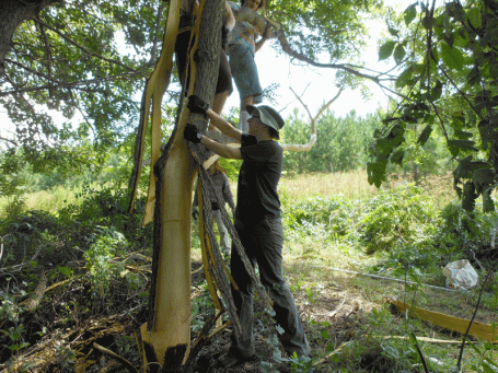 HOW TO PEEL TREES – Digging in the Driftless