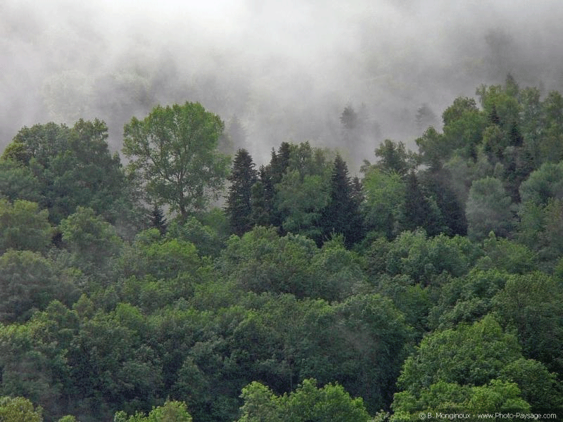 TRACKING TREES BY SATELLITE – Digging in the Driftless