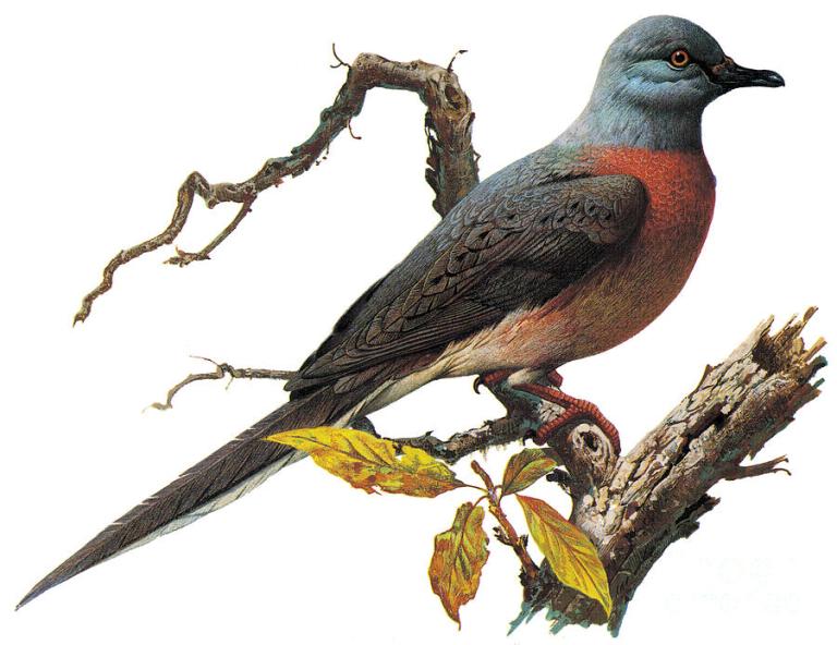 THE BIRD WE’LL NEVER HEAR CALLS TO US THROUGH PROJECT PASSENGER PIGEON ...